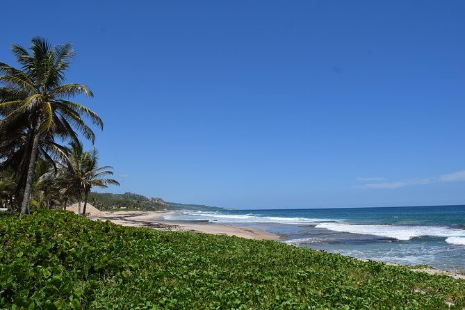 Barbados Island Highlights Half-Day Tour - Key Points