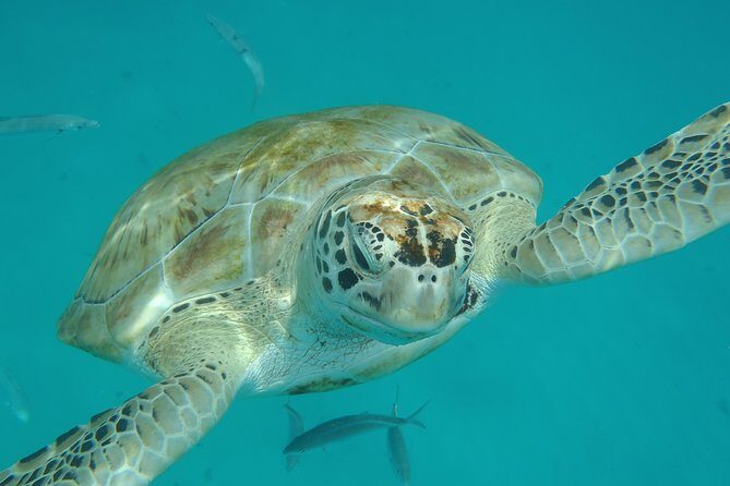 Barbados Island Tour, Monkey feeding & Swimming with the Turtles - Transportation, Group Size, and Practicalities