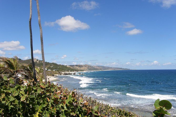 Barbados Island Tour, Monkey feeding & Swimming with the Turtles - Who Will Enjoy This Tour Most?