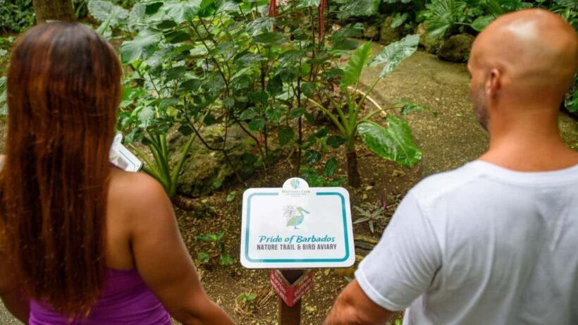 Barbados: Monkey Zip & Gully Challenge Adventure - Frequently Asked Questions