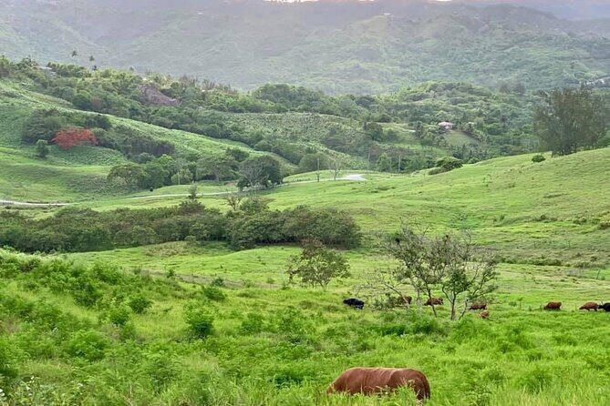 Barbados Paradise Tour with Hotel Transfers - Carlisle Bay – Relaxation and Beach Bliss