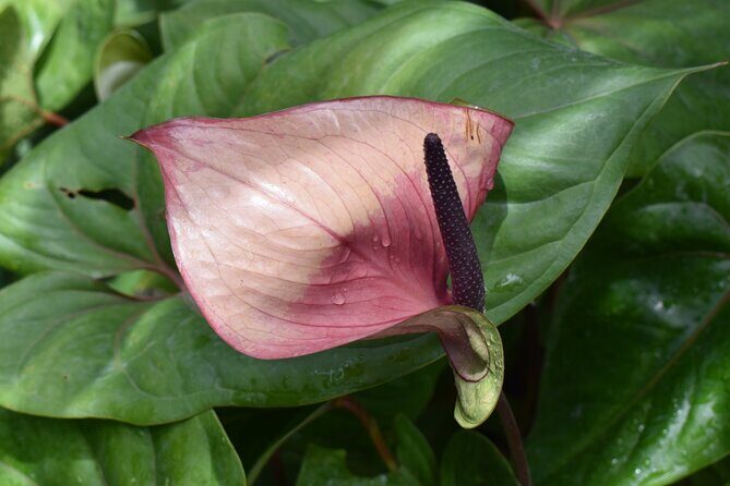 Barbados Small-Group Garden & Wildlife Half-Day Tour - Final Thoughts: Who Will Love This Tour?