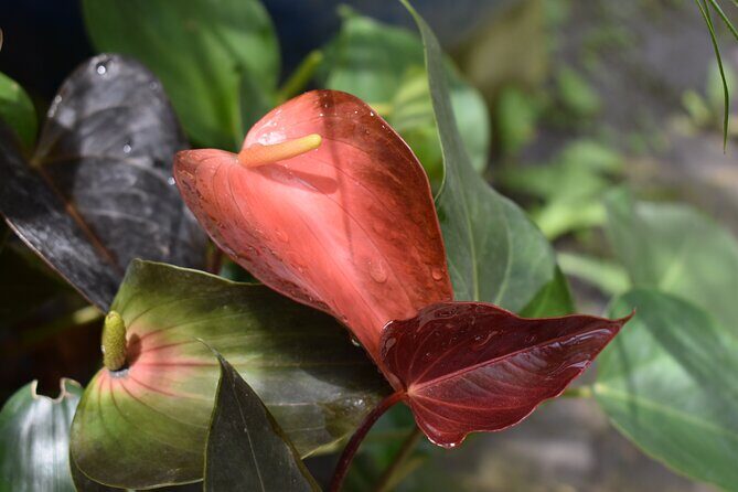 Barbados Small-Group Garden & Wildlife Half-Day Tour - FAQ