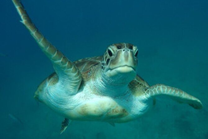 Barbados Sunset and Snorkeling Catamaran Cruise - Who Will Love This Cruise?