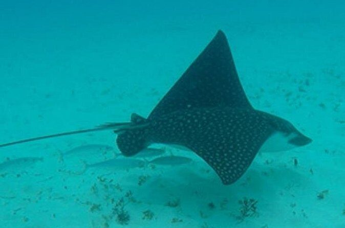 Barbados Sunset and Snorkeling Catamaran Cruise - The Sum Up