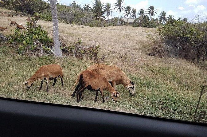 Barbados "Sweet Deal" Scenic Tour - The Itinerary: What to Expect