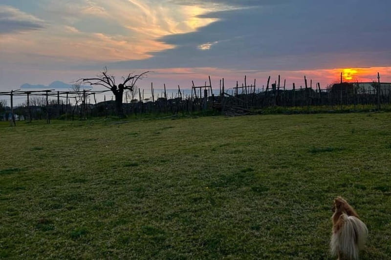 Barbeque on Mount Vesuvius with Panoramic View - FAQ about the Mount Vesuvius Barbecue Tour