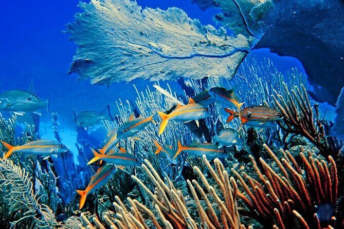 Barceló Bávaro Palace - Round Trip Shuttle - Punta Cana Airport - The Sum Up