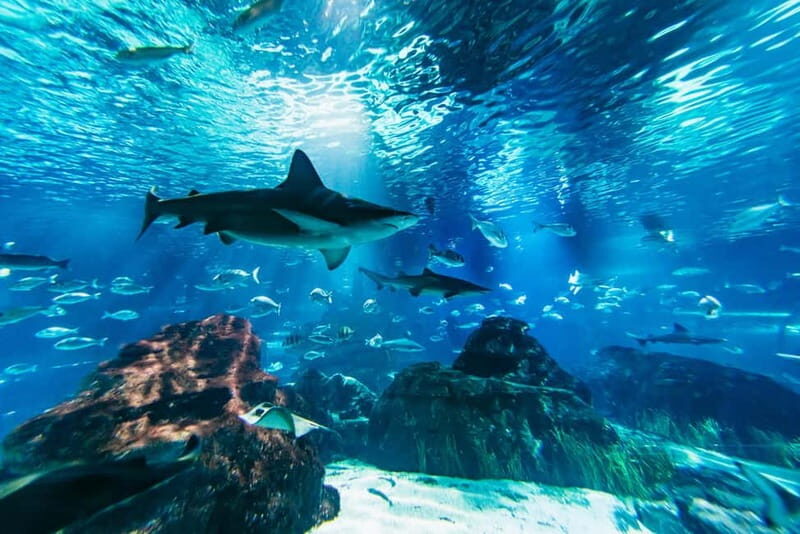 Barcelona Aquarium: Entry Ticket - Introduction: What to Expect from Barcelona’s Aquarium