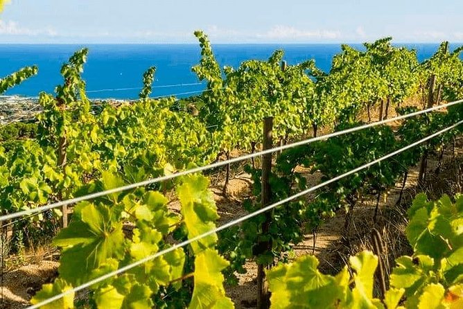 Barcelona Ebike Beach Private Tour to Vineyards & Picnic - Tour Inclusions