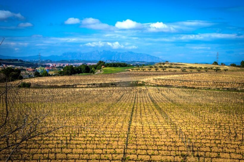 Barcelona: Guided Half-Day Wine and Electric Bike Tour - The Authenticity and Value of the Experience
