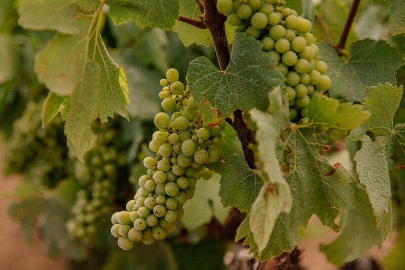 Barcelona: Priorat Wine Tour 2 Wine Tastings + 3 Course Meal - The Sum Up