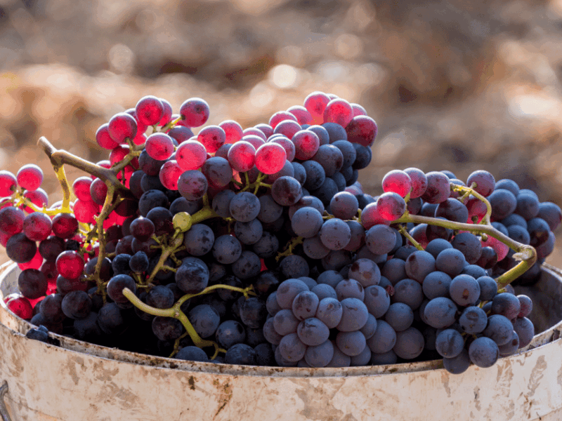 Barcelona: Priorat Wine Tour & Tastings and Lunch - Key Points