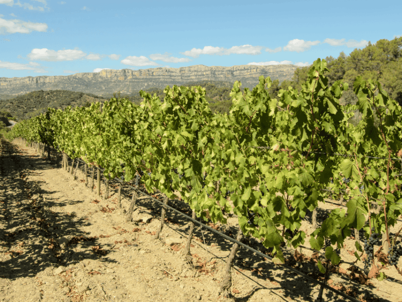 Barcelona: Priorat Wine Tour & Tastings and Lunch - Who Will Love This Tour?