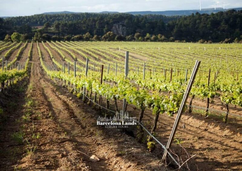 Barcelona: Tour Luxury for Priorat, Wine tasting & Lunch - What This Tour Means for You