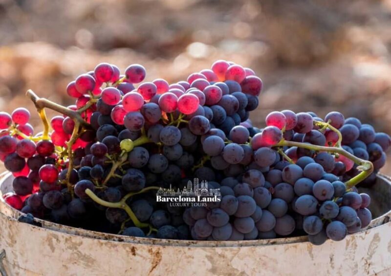 Barcelona: Tour Luxury for Priorat, Wine tasting & Lunch - Who Will Appreciate This Experience?