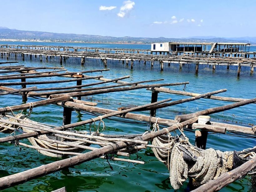 Barcelona: Tuna Baths in the Ebro Delta Route and Olive Tree Tour - The Itinerary Breakdown