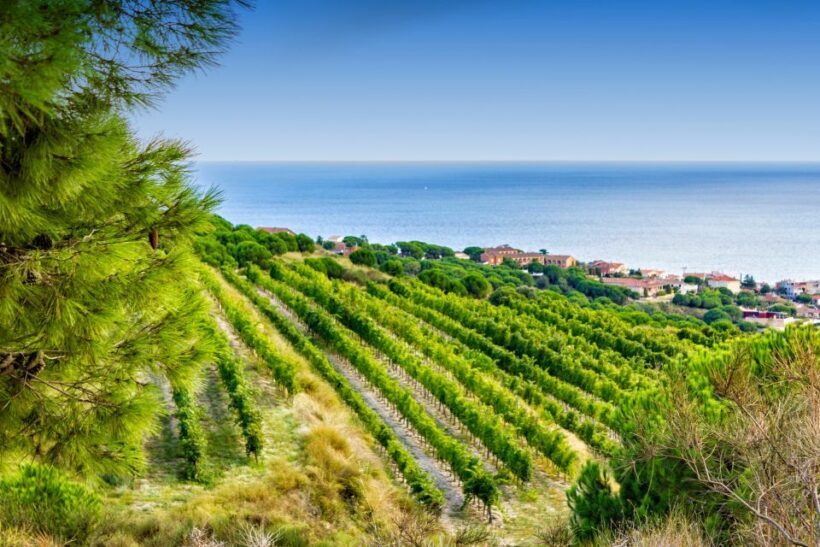 Barcelona Wine Tasting Private Tour with Wine Expert - FAQs