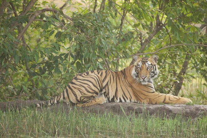 Bardia National Park package with Tiger Tops Karnali lodge - Introduction
