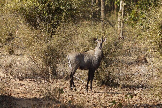 Bardia National Park package with Tiger Tops Karnali lodge - Exploring Bardia National Park: An Off-the-Beaten-Path Adventure