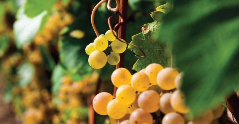 Bardolino: wine and food tasting on lake Garda Hills - What To Expect on the Tour