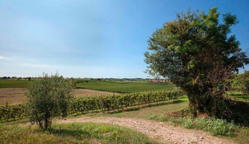 Bardolino: wine and food tasting on lake Garda Hills - The Cost and Value