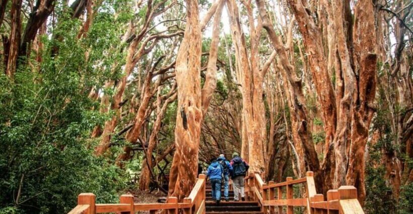 Bariloche: Arrayanes Forest and Victoria Island Tour - Key Points