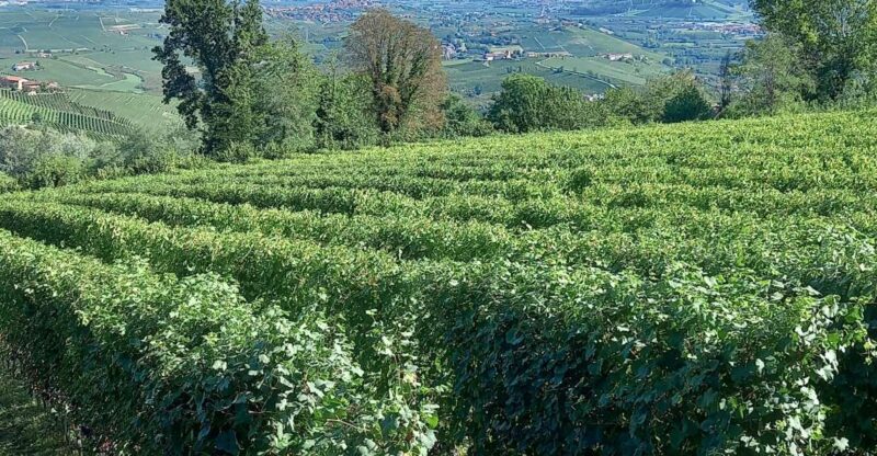 Barolo Langhe Wine Tour - Who Will Love This Tour?
