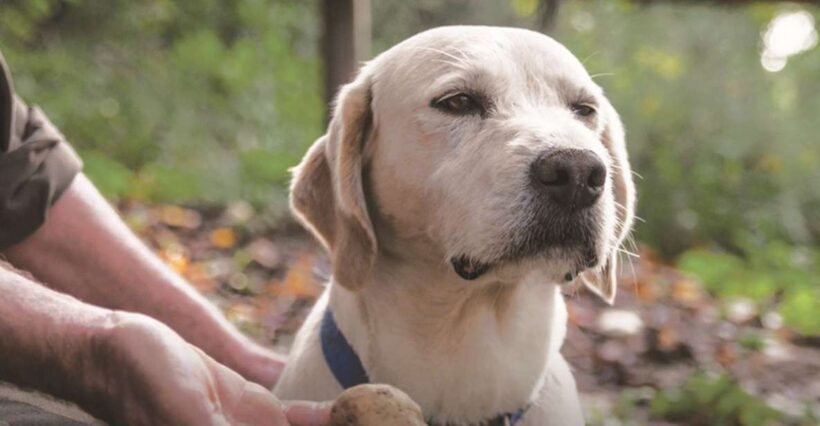 Barolo: Truffle Hunting and Wine Tasting - A Detailed Look at the Tour Experience