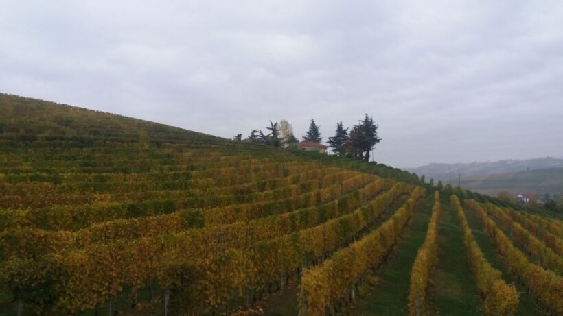 Barolo: Truffle Hunting and Wine Tasting - Why This Tour Offers Real Value