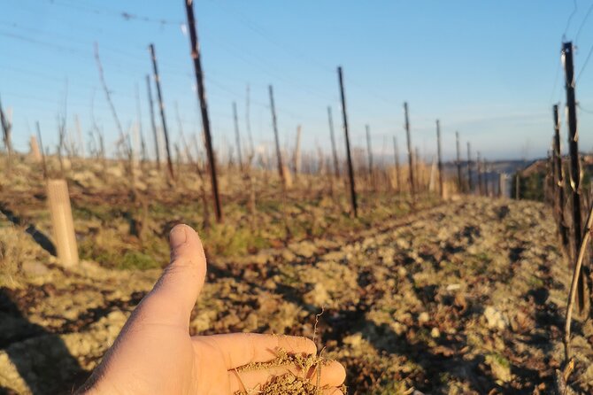 Barolo&Barbaresco Wine Tour With a Local Winemaker From Alba - Review Highlights