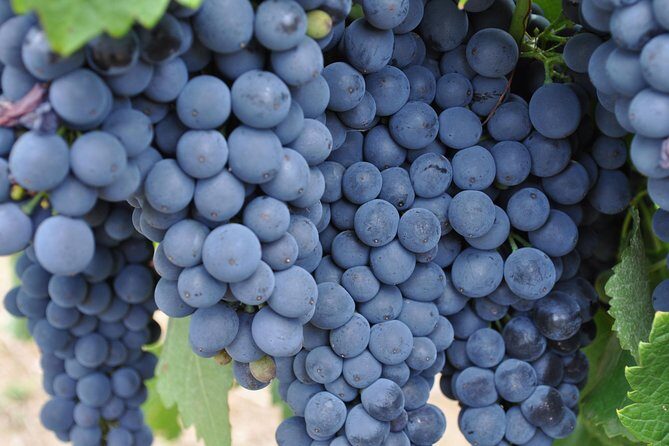 Barossa Valley Cellar Door Small Group Tour - FAQs