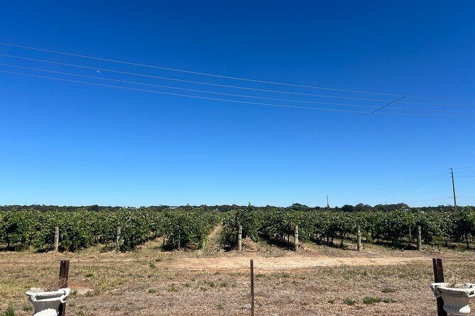 Barossa Valley Gin and Wine Tour - Introduction