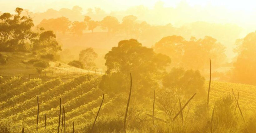 Barossa Valley: Two Hands Flagship Vineyard Experience - Key Points