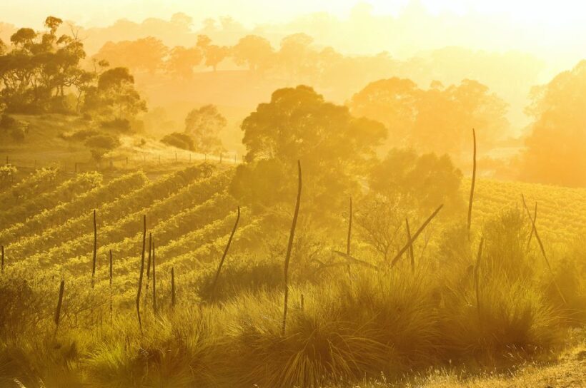 Barossa Valley: Two Hands Flagship Vineyard Experience - FAQ