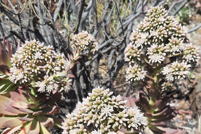 Barranco De Las Vacas Tour Review - Participant Guidelines