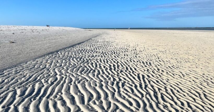 Barrier Island Shelling Tour - An In-Depth Look at the Tour Experience
