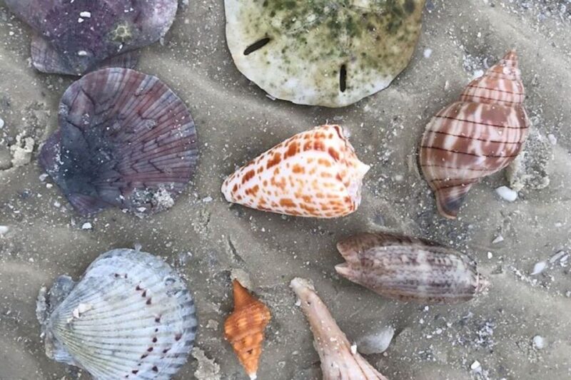 Barrier Island Shelling Tour - Exploring the Barrier Island Shelling Tour: A Natural Treasure Hunt in Florida