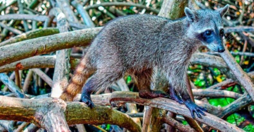 Barú: Club Freedom Beach with Mangrove and Snorkel - The Itinerary: What’s in Store for You?