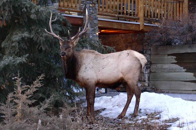 Baseball Professional • Yomiuri Giants - Cancellation Policy