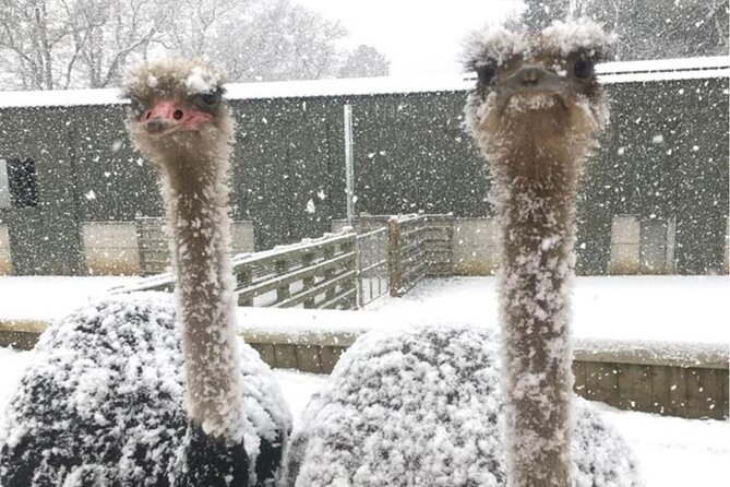 Baseball Professional • Yomiuri Giants - Common Questions