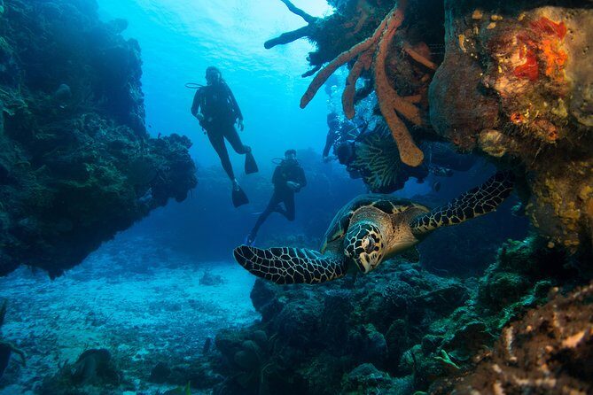 Basic Diver - Bautismo - FAQ