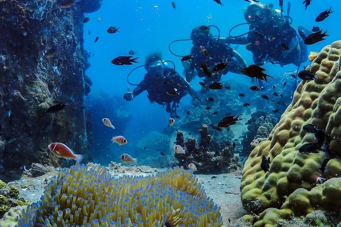 Basic Diver ( One Day Experience) - The Value of This Tour