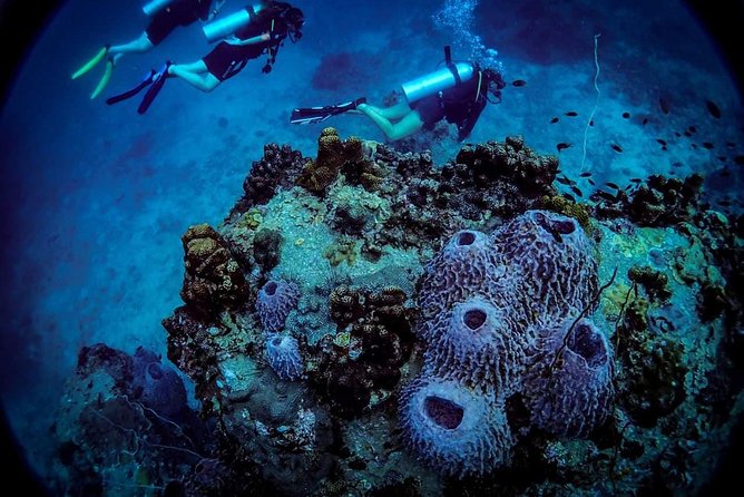 Basic Diver ( One Day Experience) - In Summary: Who Is This Tour Best For?