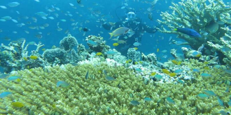 Basic Fun Dive At Menjangan Island - FAQ