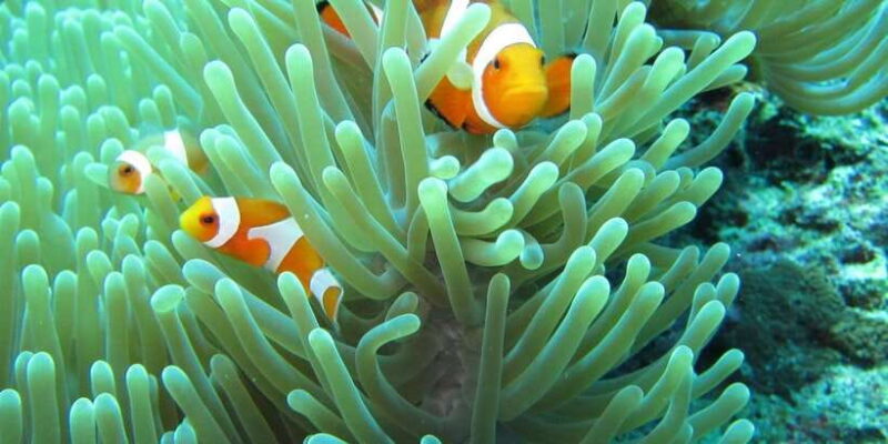 Basic Fun Dive at Menjangan Island - Key Points