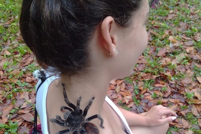 Basic Tour to Tikal Includes Transportation and Guide Service - Key Points