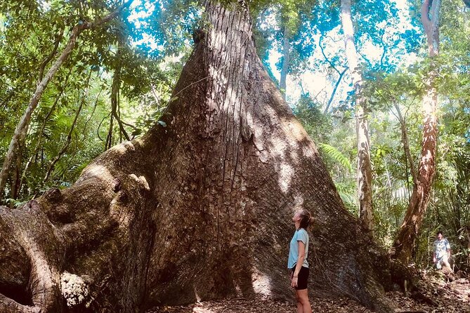 Basic Tour to Tikal Includes Transportation and Guide Service - Transportation and Guide Service