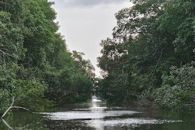 Basking in Nature during a Caroni Bird Sancturary Tour - An In-Depth Look at the Caroni Bird Sanctuary Tour