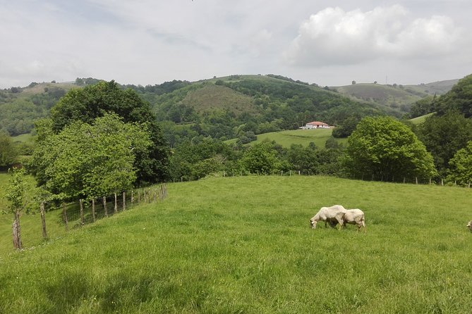 BASQUE CHEESE and TXAKOLI WINE - Private Gastronomic Adventure - Guided Tour and Tasting at the Txakoli Winery